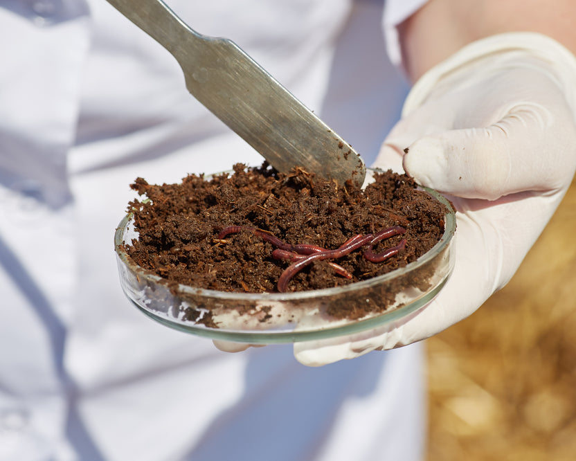 The Science Behind Vermiculture: Understanding the Basics – Earthly ...
