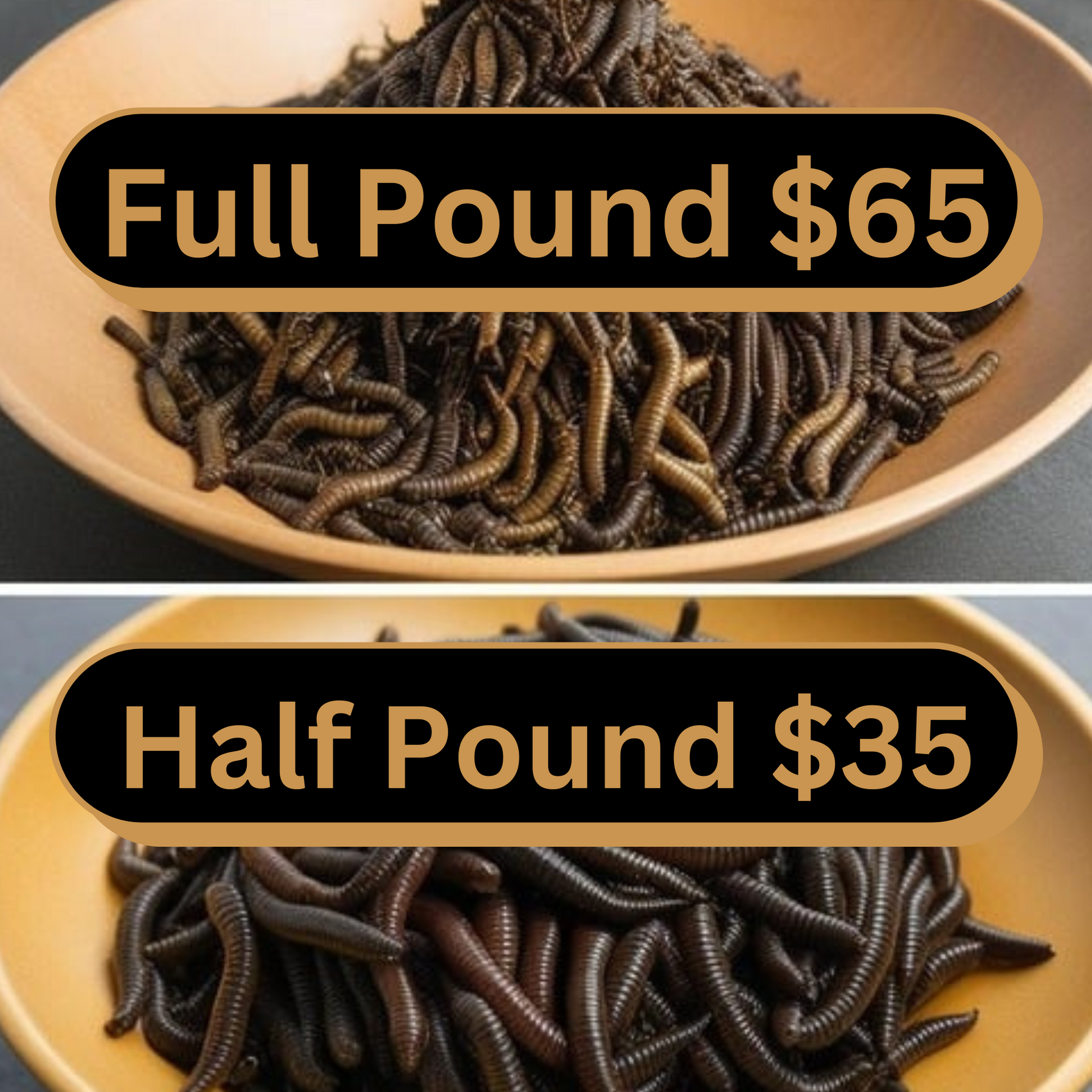 European Night Crawler Compost Worms – Earthly Matters Vermiculture